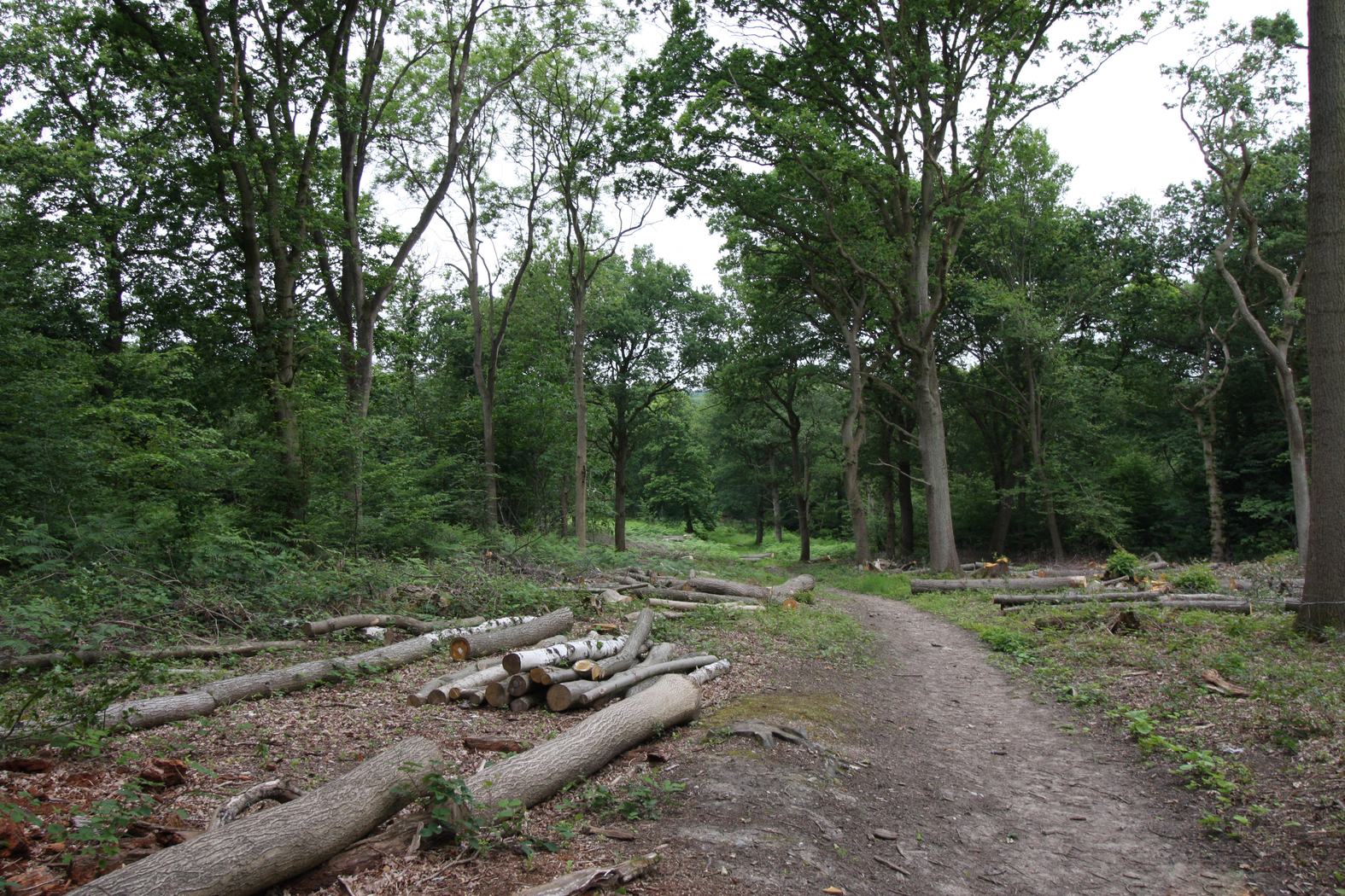 News & Blog | Friends of Northaw Great Wood | Enhancing woodland in our ...